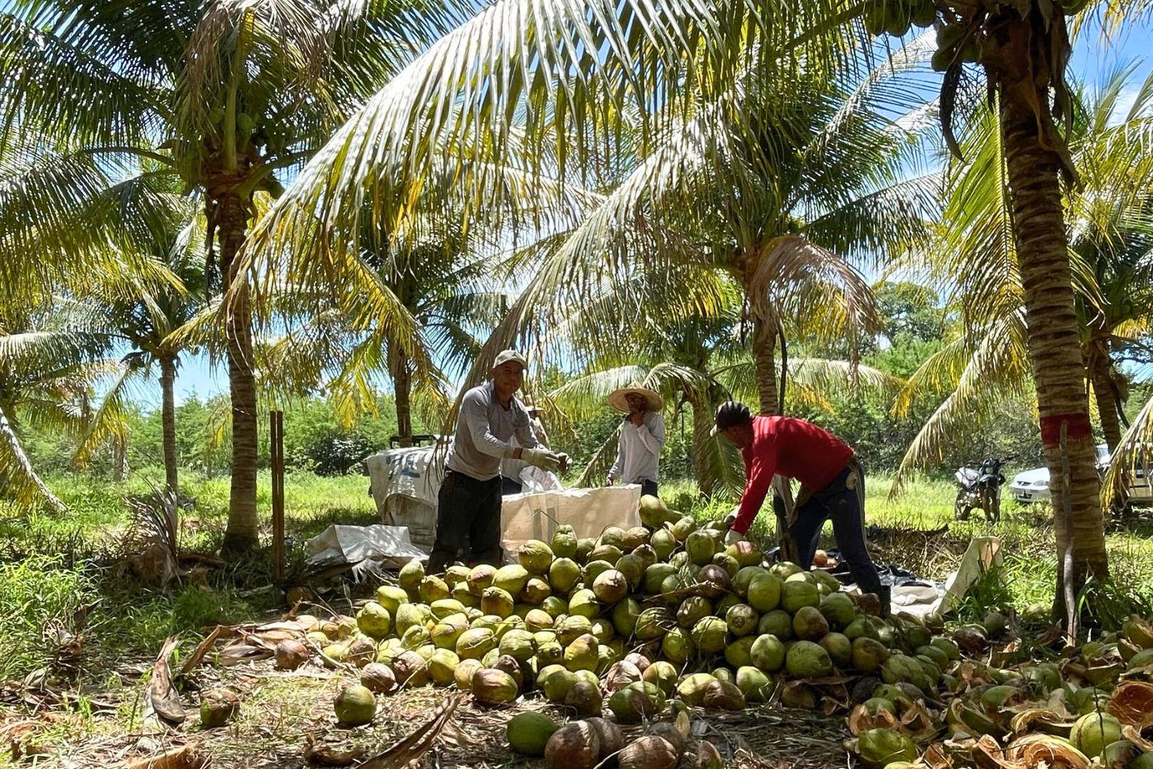 The Art of Coconut Harvest at Peirot - Peirot