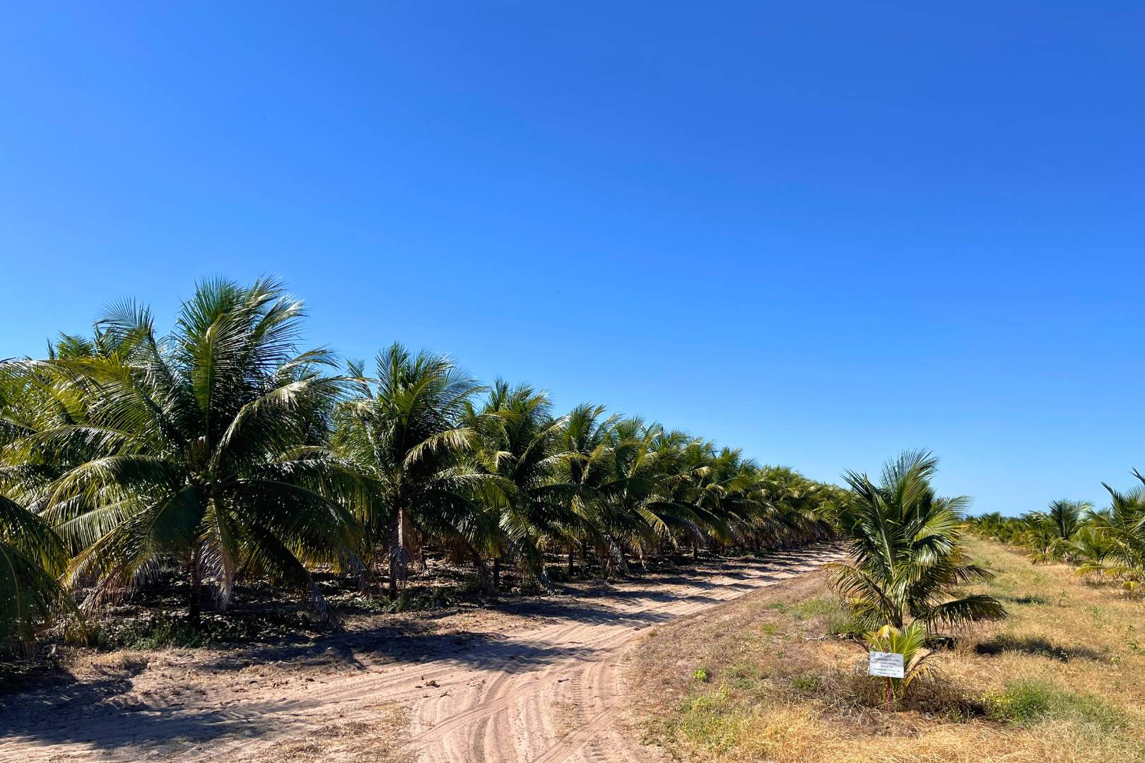 The Art of Coconut Harvest at Peirot – Peirot