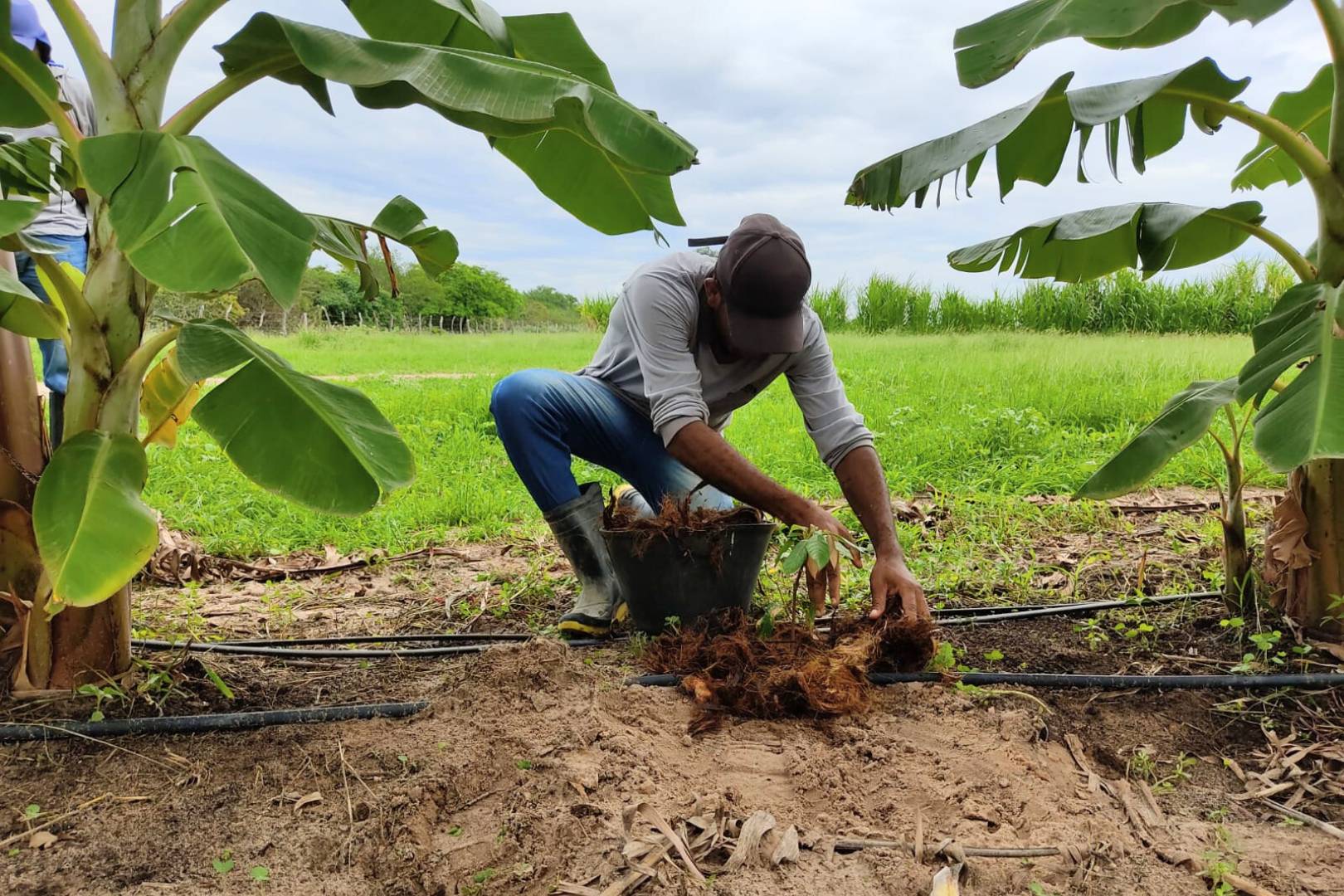 Intelligent Irrigation and Sustainable Water Use at Peirot - Peirot