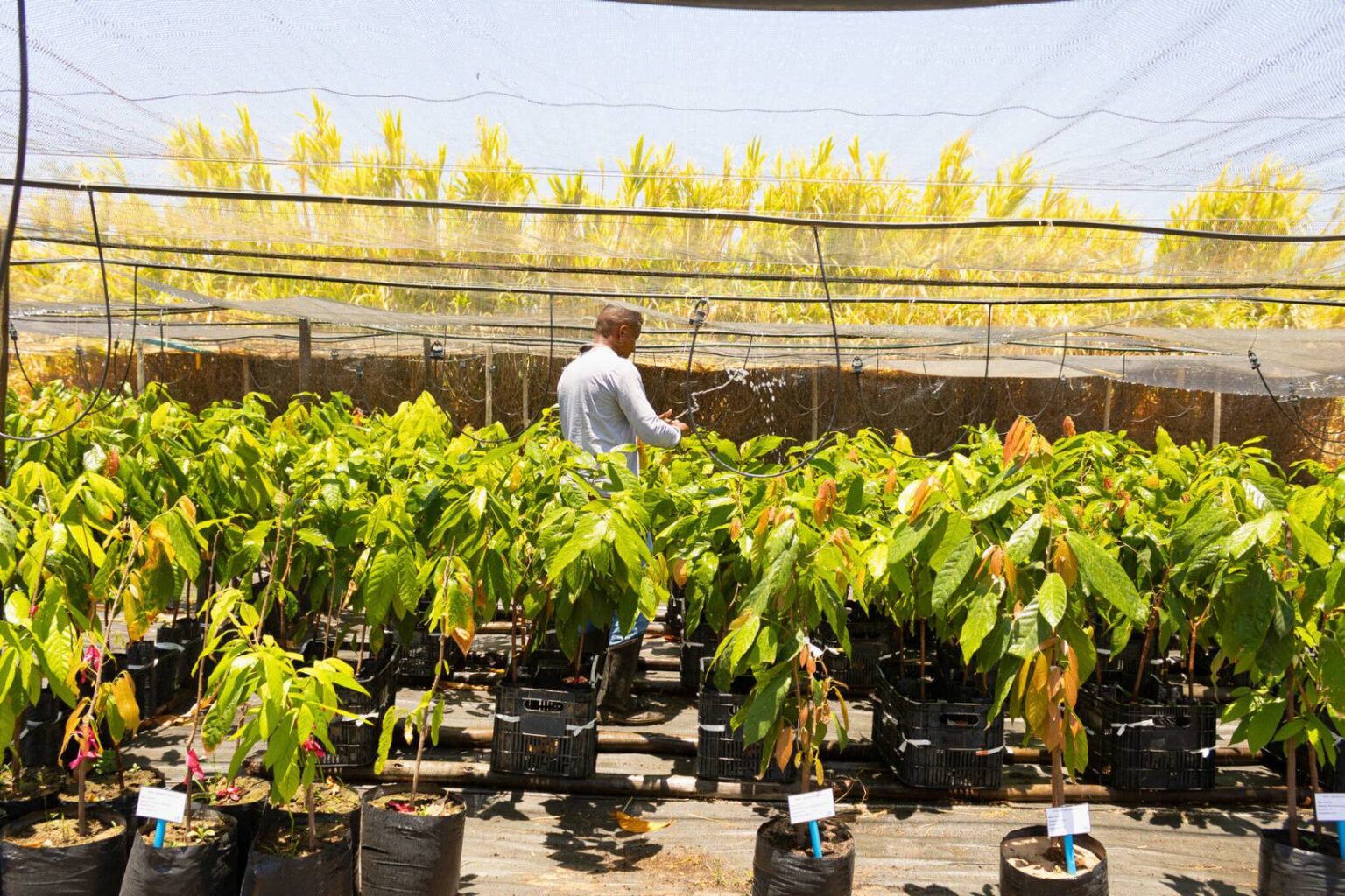 Sustainable Cacao Cultivation at Peirot – Peirot