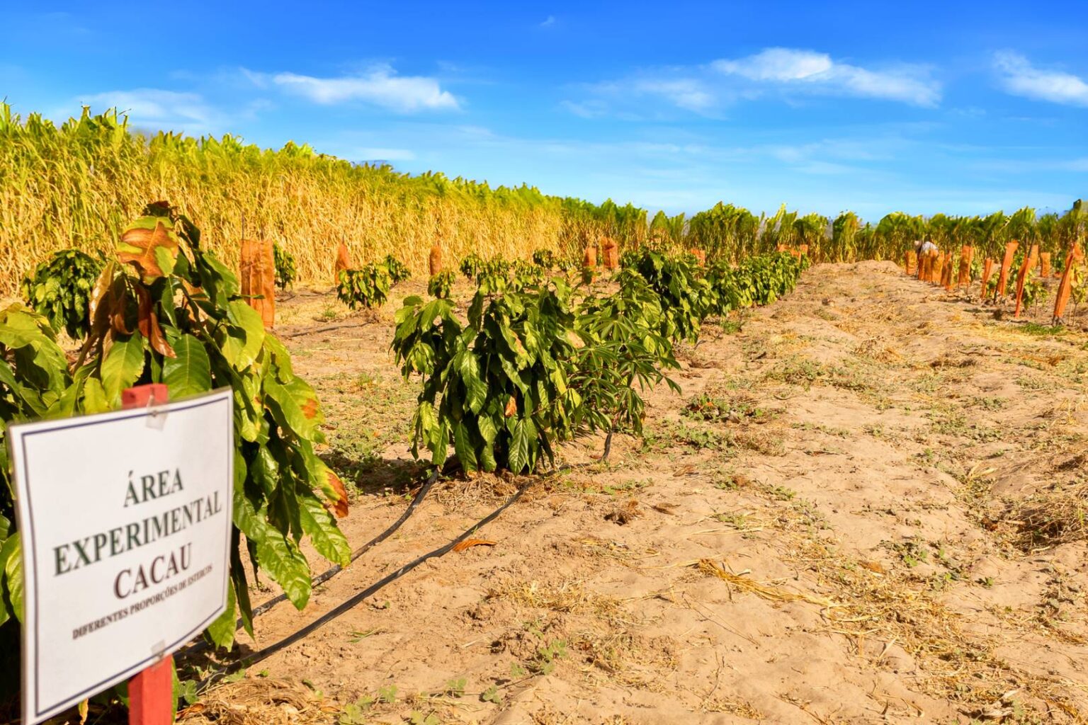 Sustainable Cacao Cultivation at Peirot – Peirot