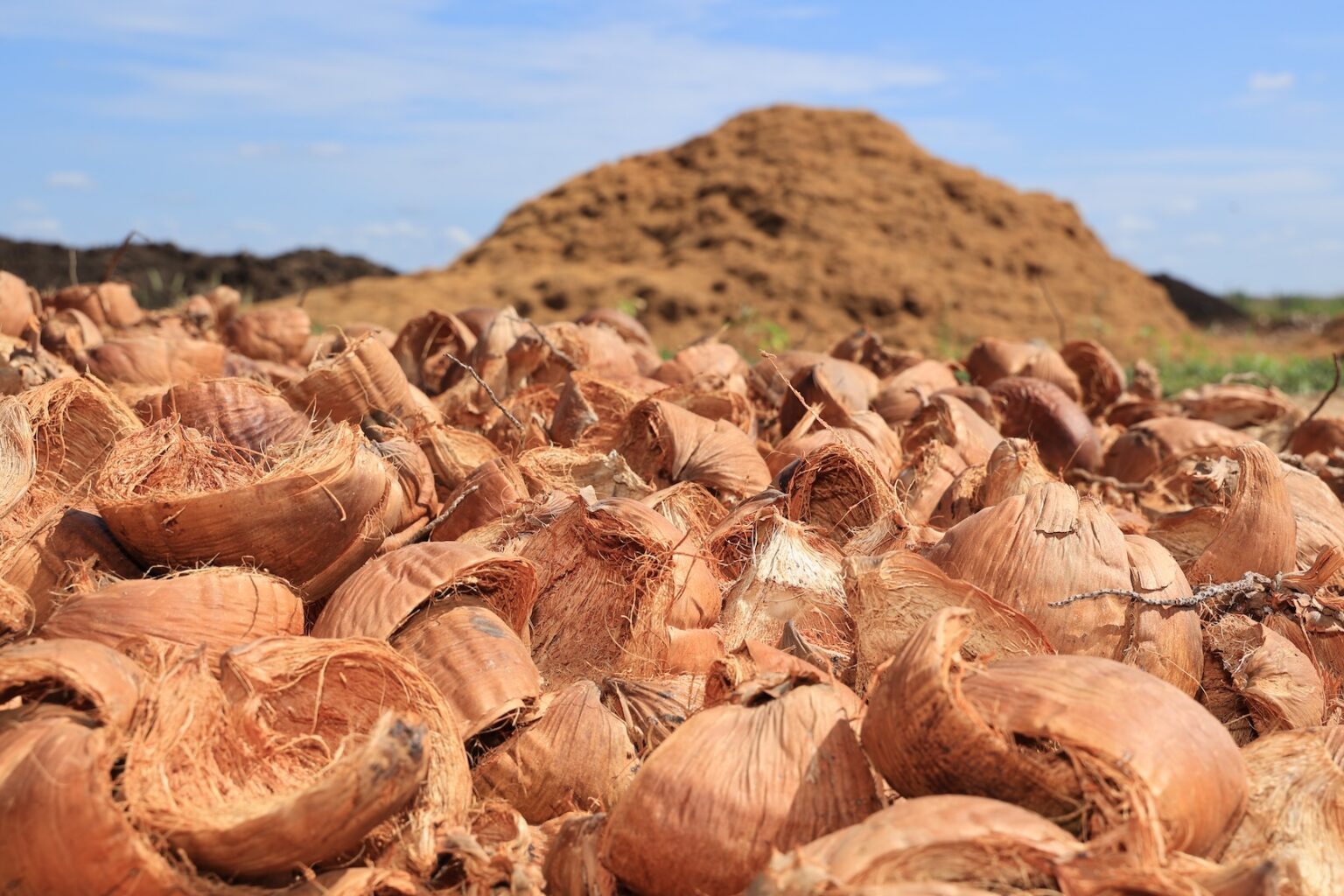 How to Make Organic Fertilizer from Coconut Husks – Sustainable Farming Tips – Peirot