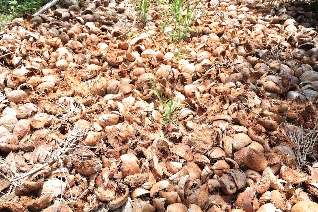 How to Make Organic Fertilizer from Coconut Husks – Sustainable Farming ...