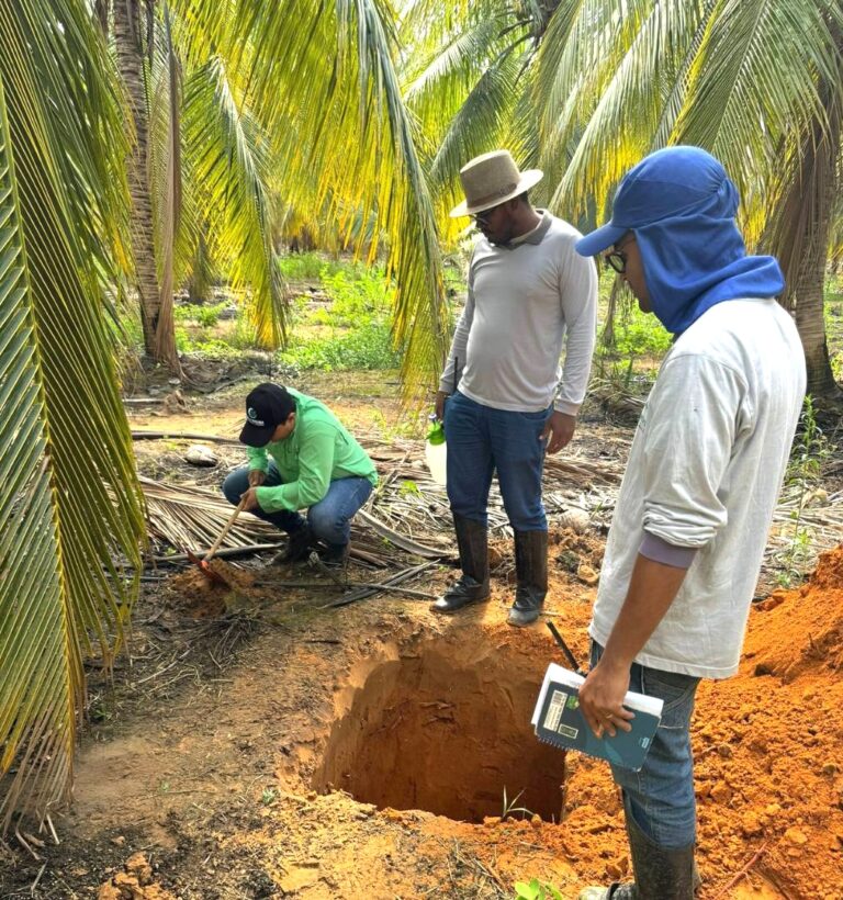 Life Stages of a Coconut Tree – Secrets to Sustainable Coconut Farming ...