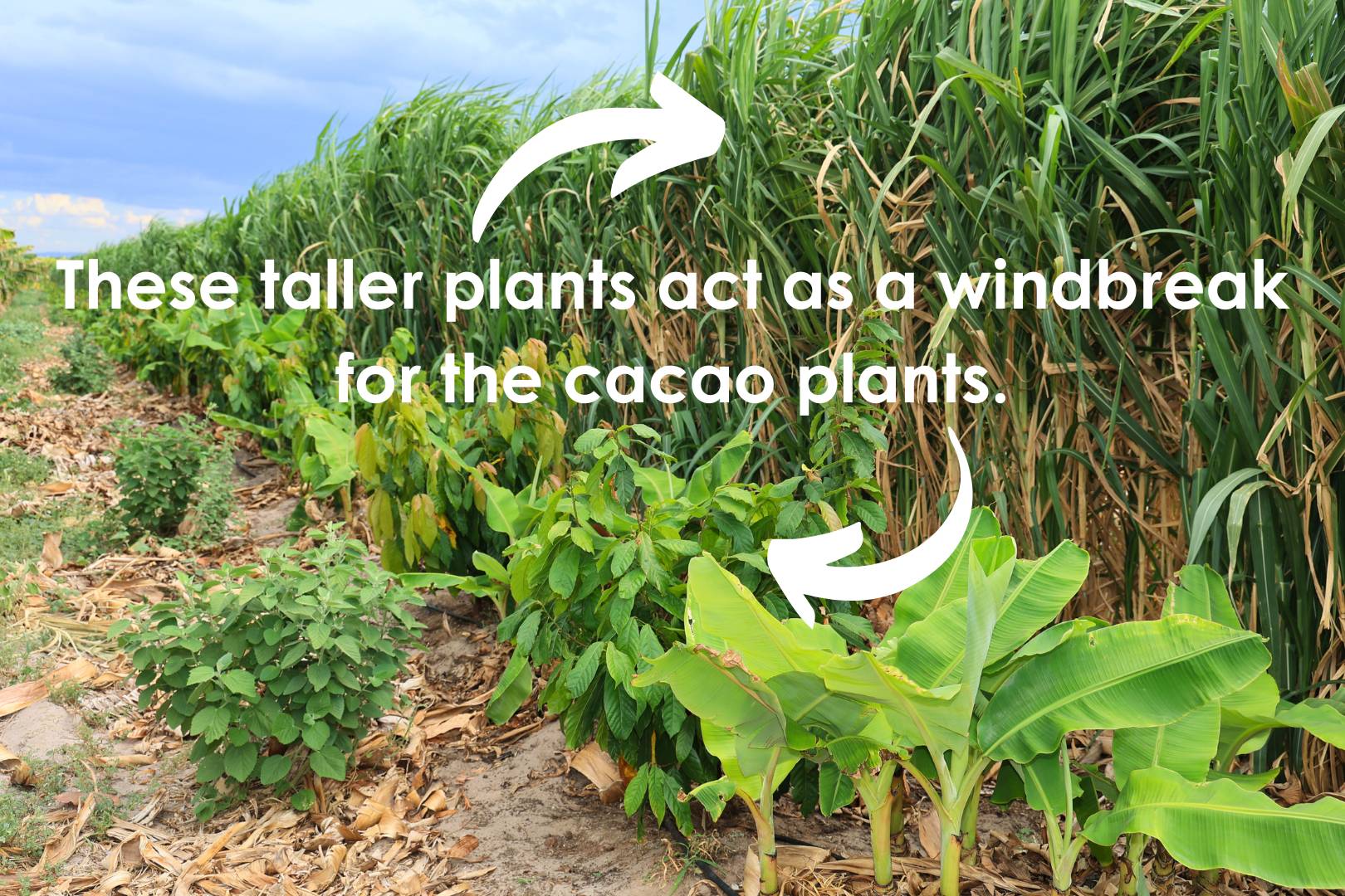 Intercropping Cacao and Coconut – Sustainable Farming with ...