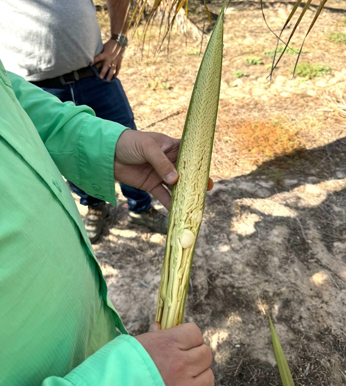 Life Stages of a Coconut Tree – Secrets to Sustainable Coconut Farming ...