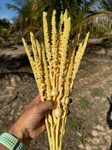 Life Stages of a Coconut Tree – Secrets to Sustainable Coconut Farming ...