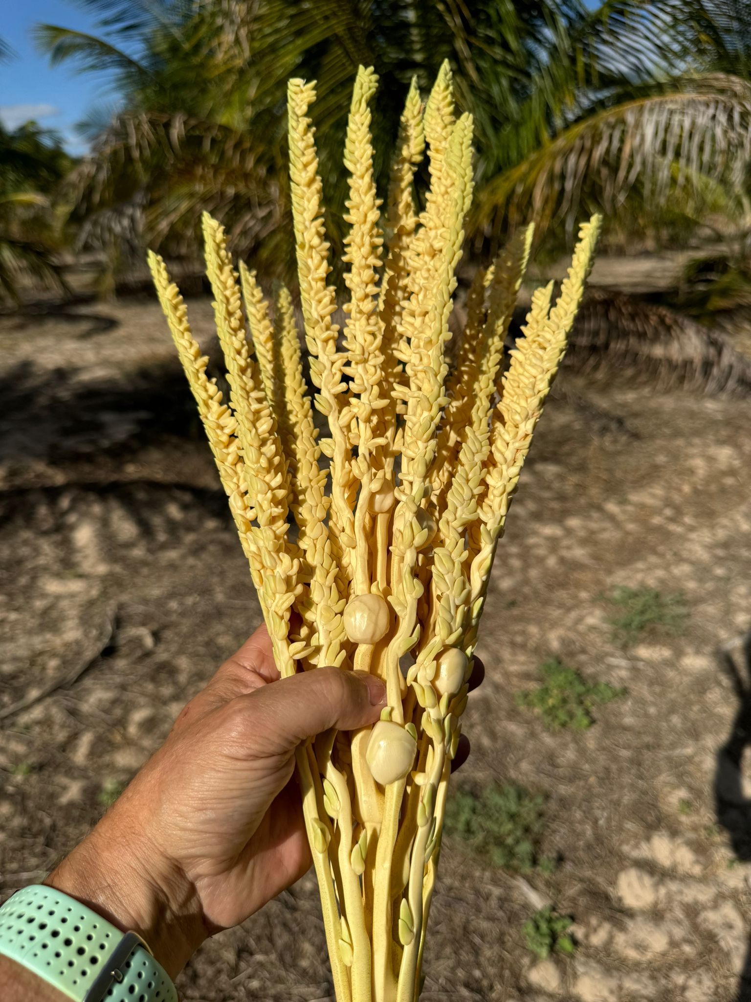 Life Stages of a Coconut Tree – Secrets to Sustainable Coconut Farming ...