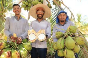 Life Stages of a Coconut Tree – Secrets to Sustainable Coconut Farming ...