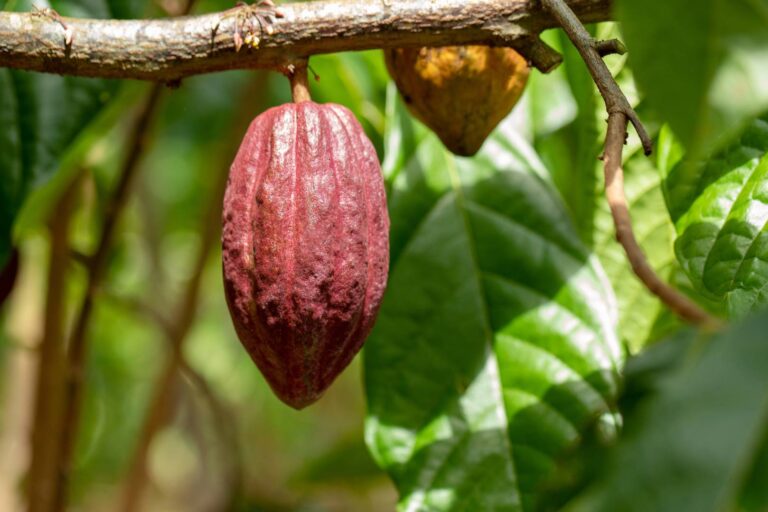 The Renaissance of Cocoa Farming in Brazil – Peirot