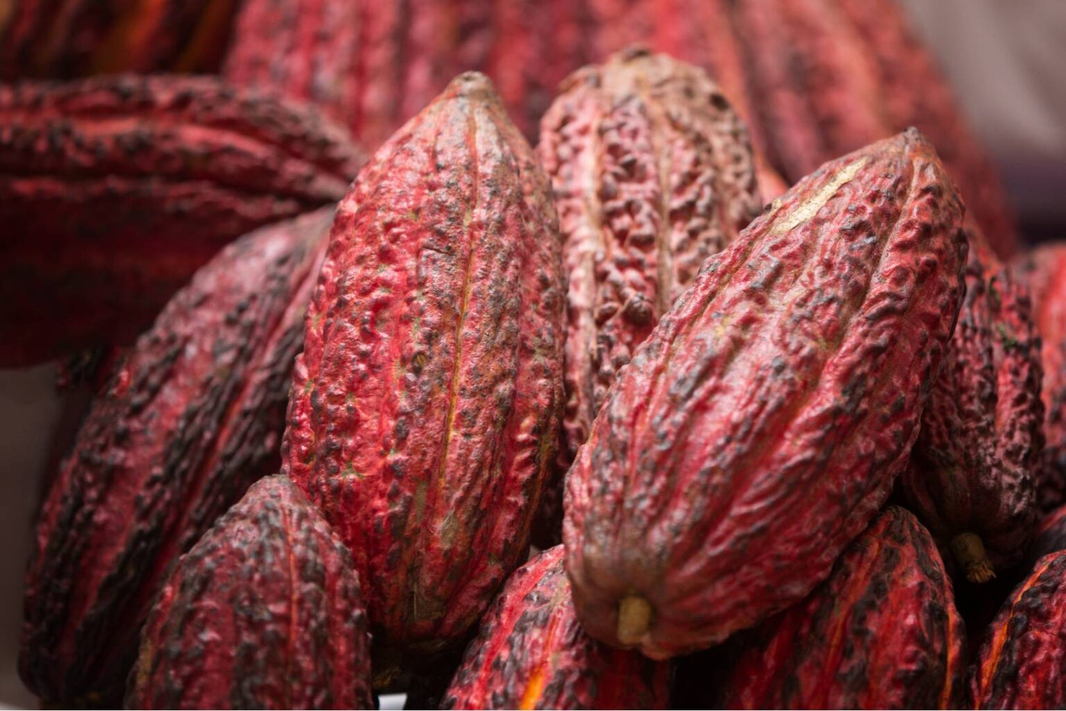 The Renaissance of Cocoa Farming in Brazil – Peirot
