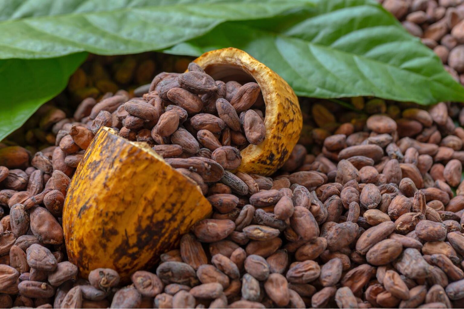 The Renaissance of Cocoa Farming in Brazil – Peirot