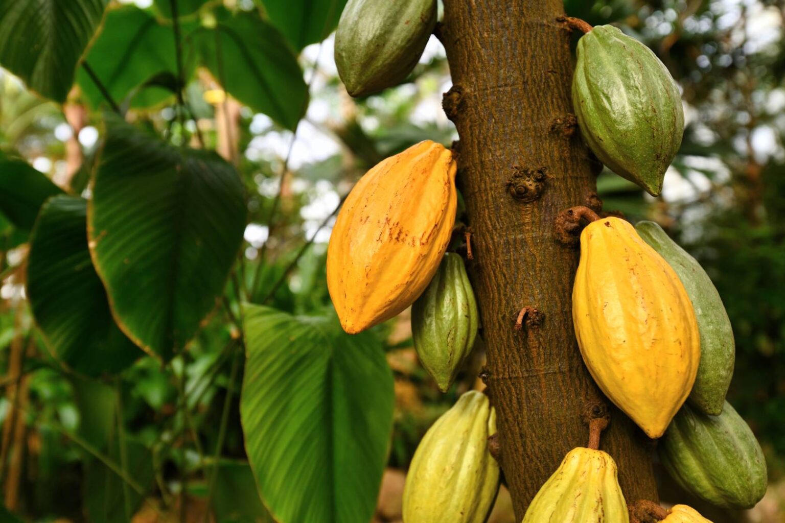 Cacao Varieties: Exploring the Roots of Chocolate's Diverse Flavors ...