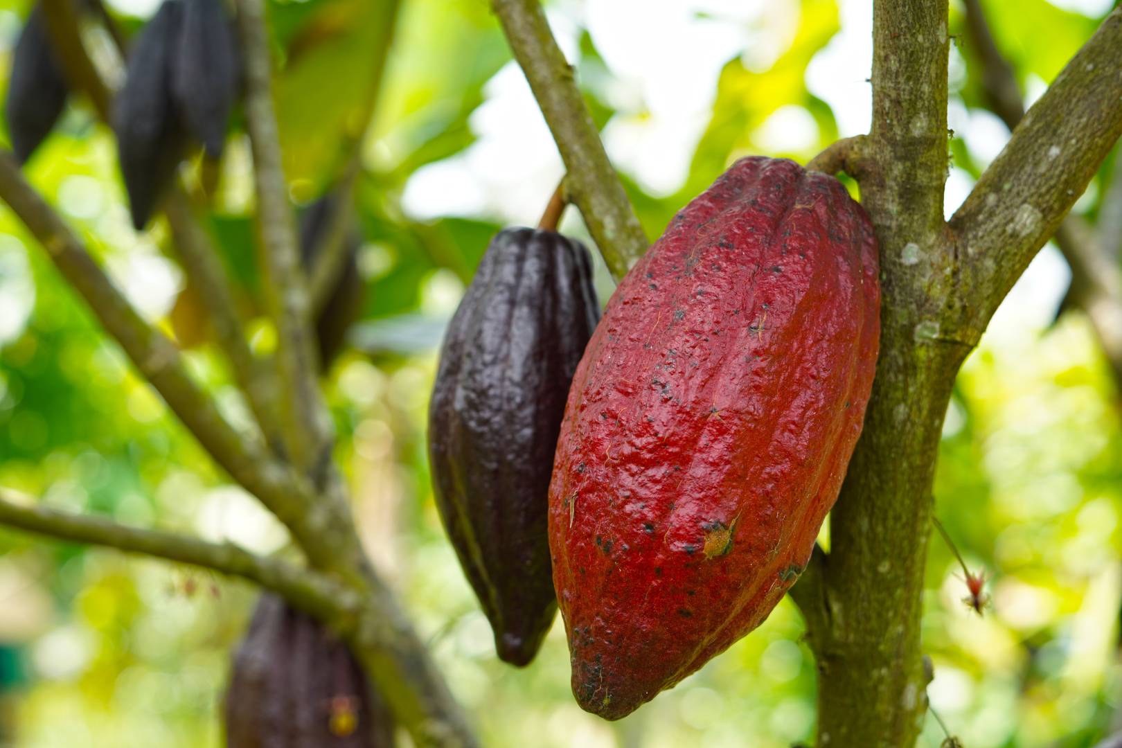 Cacao Varieties: Exploring the Roots of Chocolate's Diverse Flavors ...