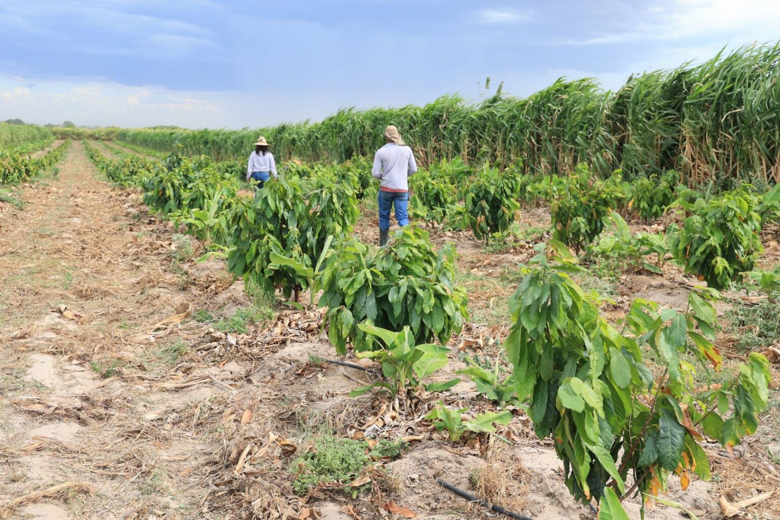 Navigating Climate Challenges In Cacao Farming Peirot