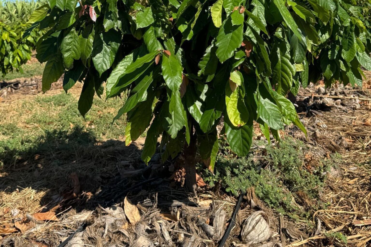 AI Powered Cacao Farming: Harnessing Data to Revolutionize Cacao Cultivation – Peirot